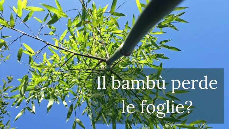 Come Realizzare una Siepe di Bambù? Pro e contro - Bambuseti