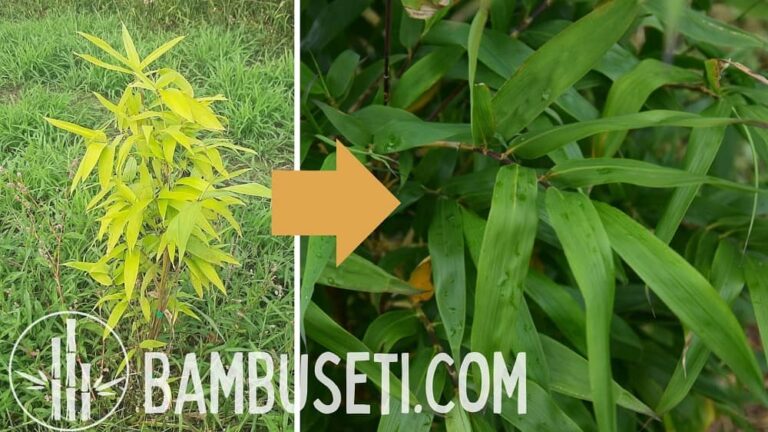 12 Passi per Piantare un Bambù nel Terreno (con foto) - Bambuseti