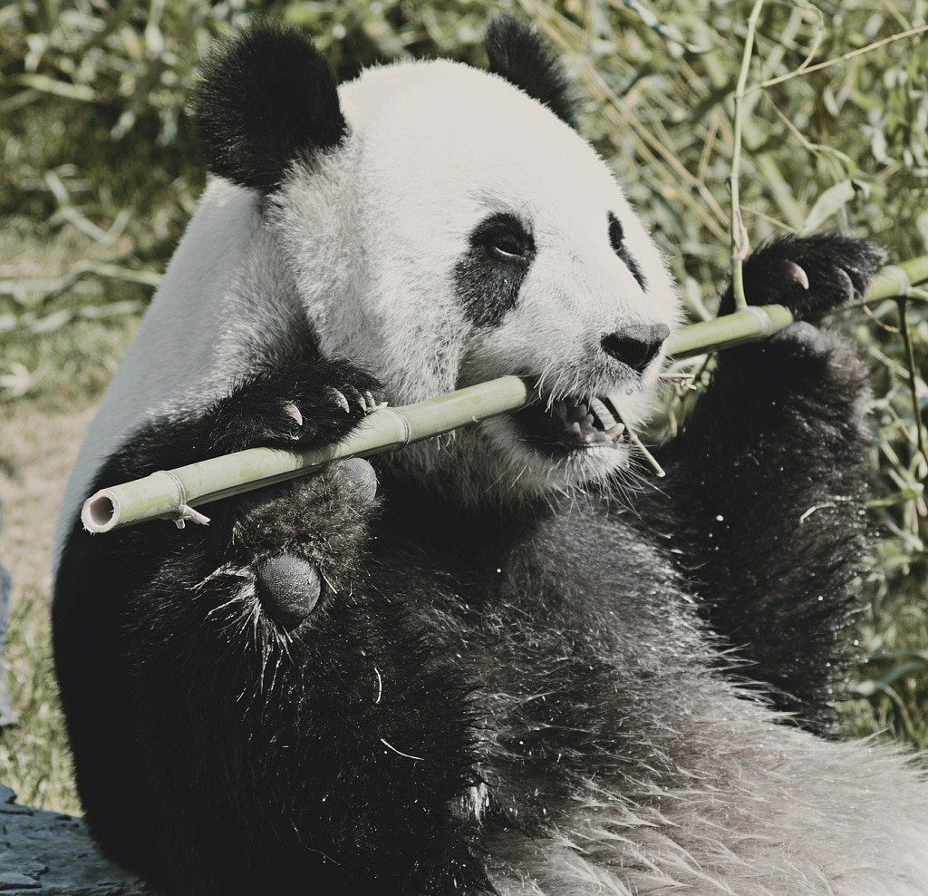 Perché il Panda (Carnivoro) Mangia il Bambù? Sorprendente! - Bambuseti