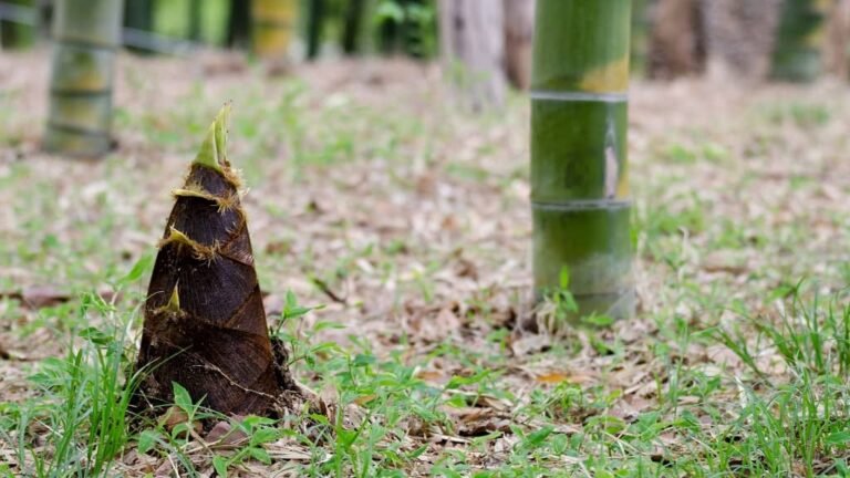 Bambù gigante Moso Phyllostachys Edulis: Guida completa - Bambuseti